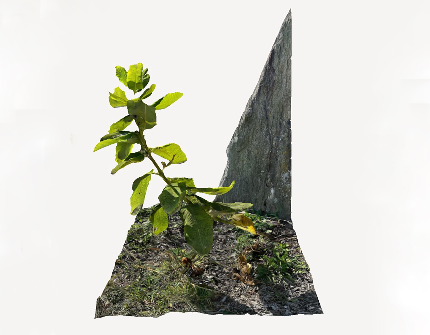 National Science Foundation Funds Research Collaboration between RISD and Partner Institutions ...